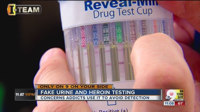 Synthetic Urine Kit Lake Pointe Tampa FL | High Level Health